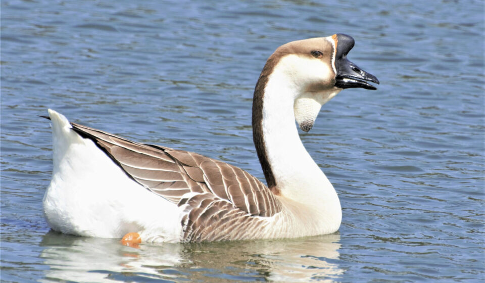 Chinese Goose Breed Profile - Farmhouse Guide