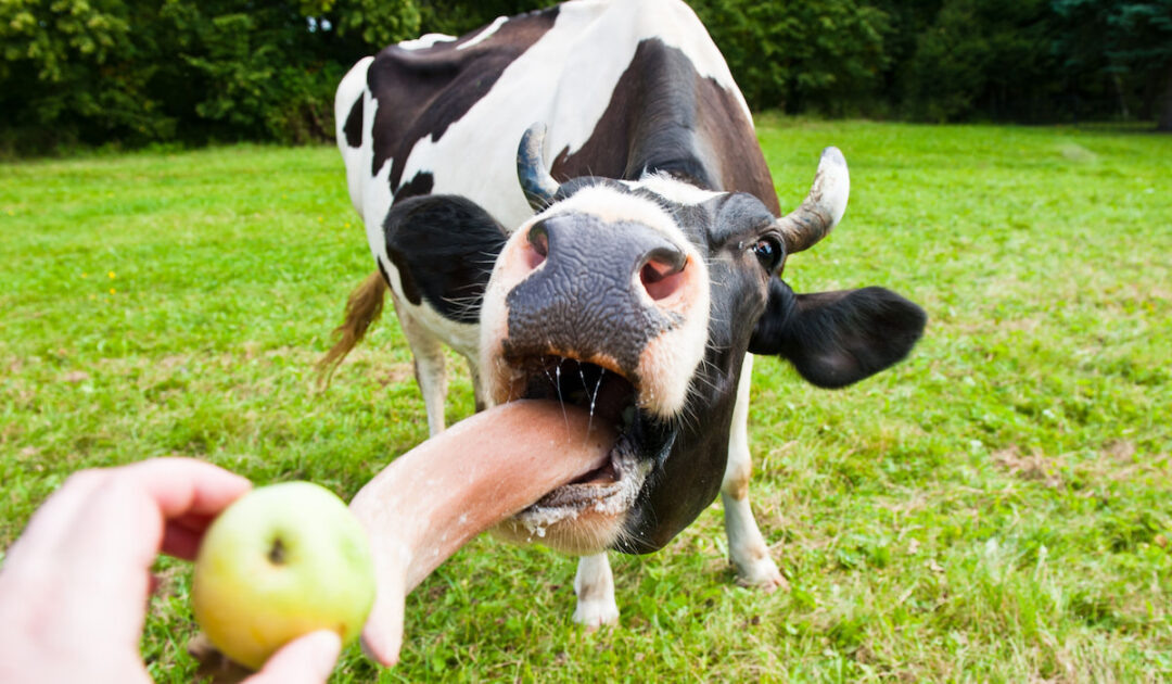Can Cows Eat Apples? - Farmhouse Guide