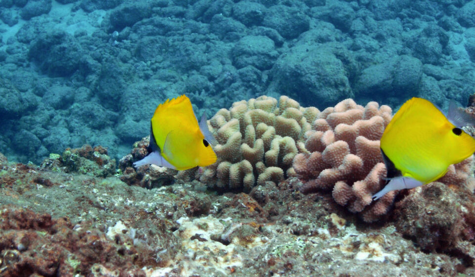 5 Fishes With Long Names - Farmhouse Guide
