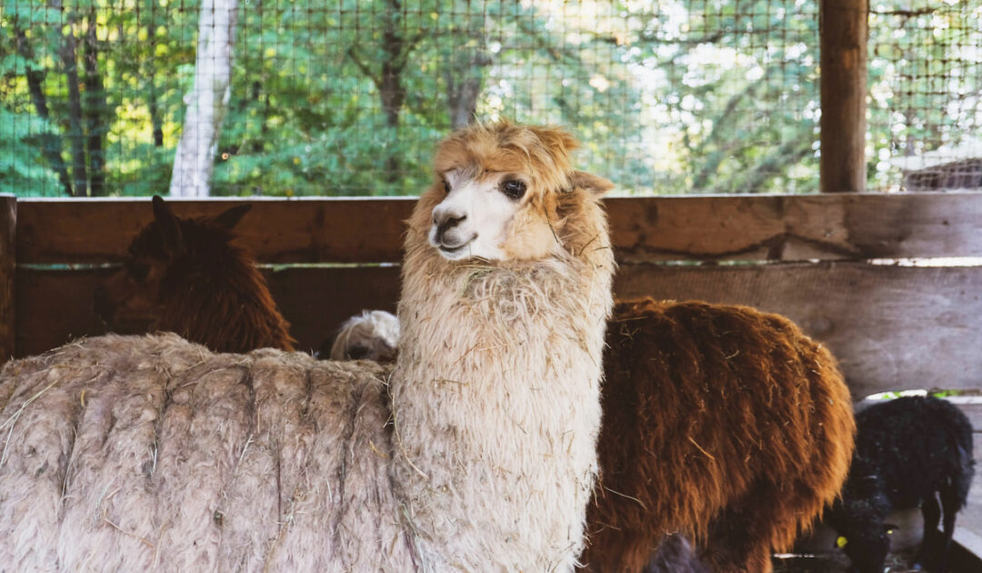 How to Keep Llamas and Alpacas Cool in Summer – 8 Tips - Farmhouse Guide