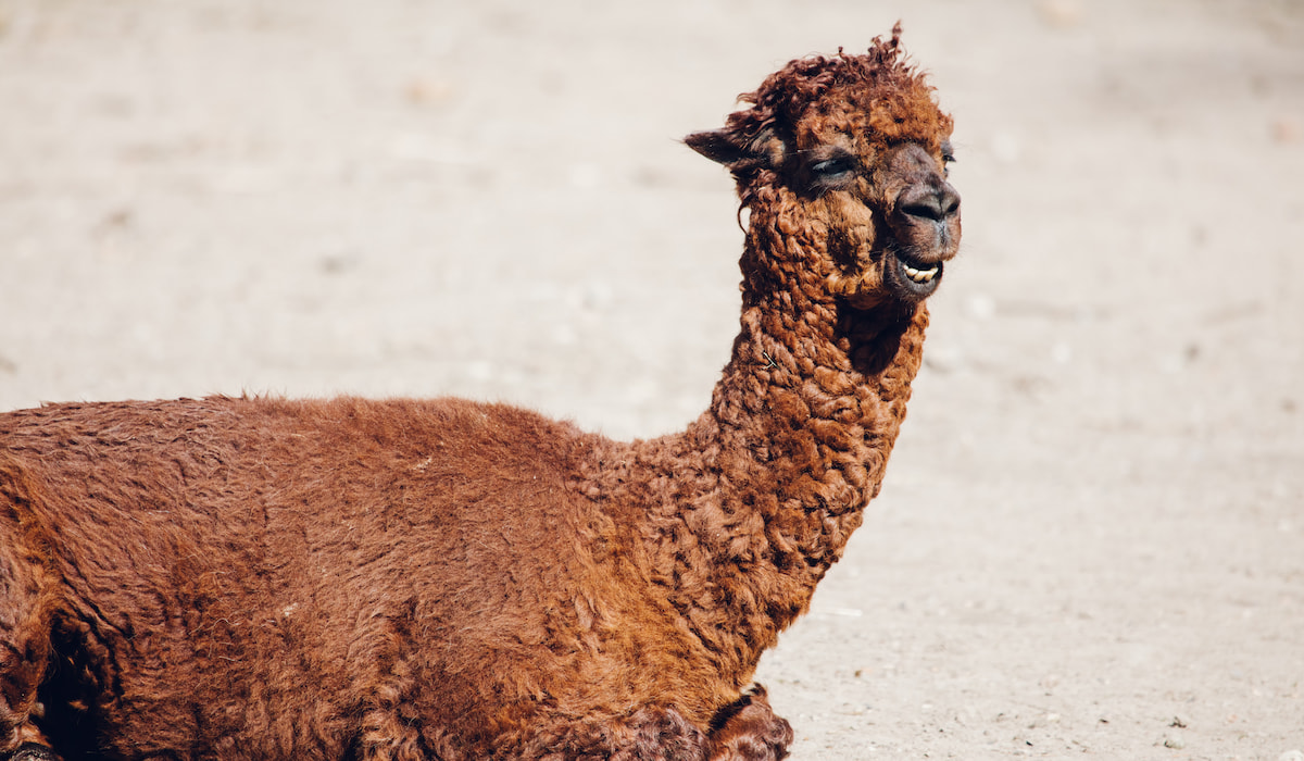 How to Keep Llamas and Alpacas Cool in Summer – 8 Tips - Farmhouse Guide