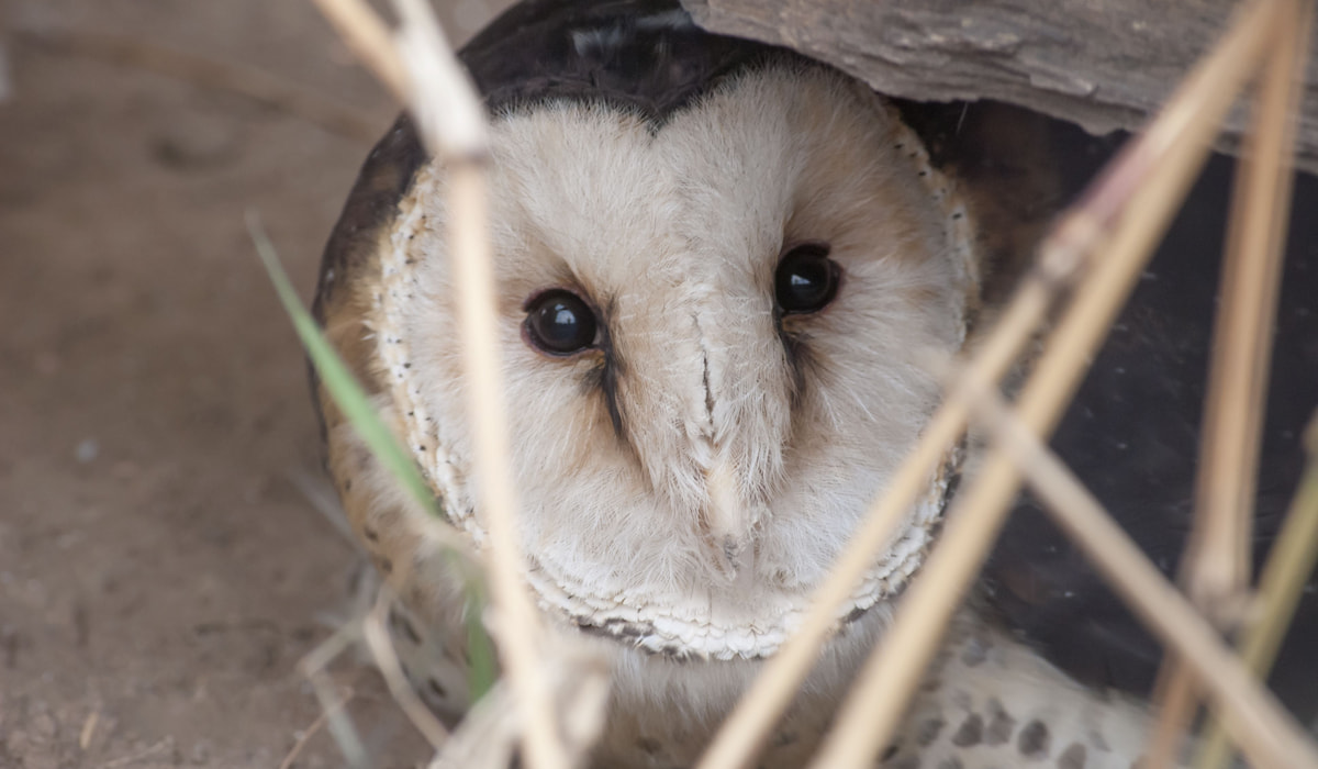 15 Types of Barn Owls (With Pictures) - Farmhouse Guide