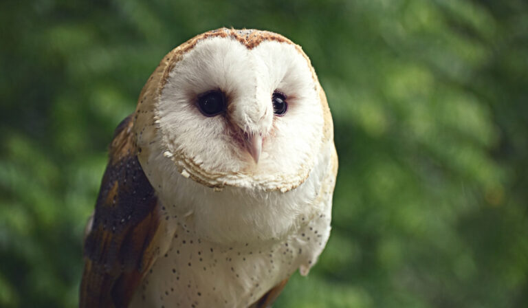 15 Types of Barn Owls (With Pictures) - Farmhouse Guide