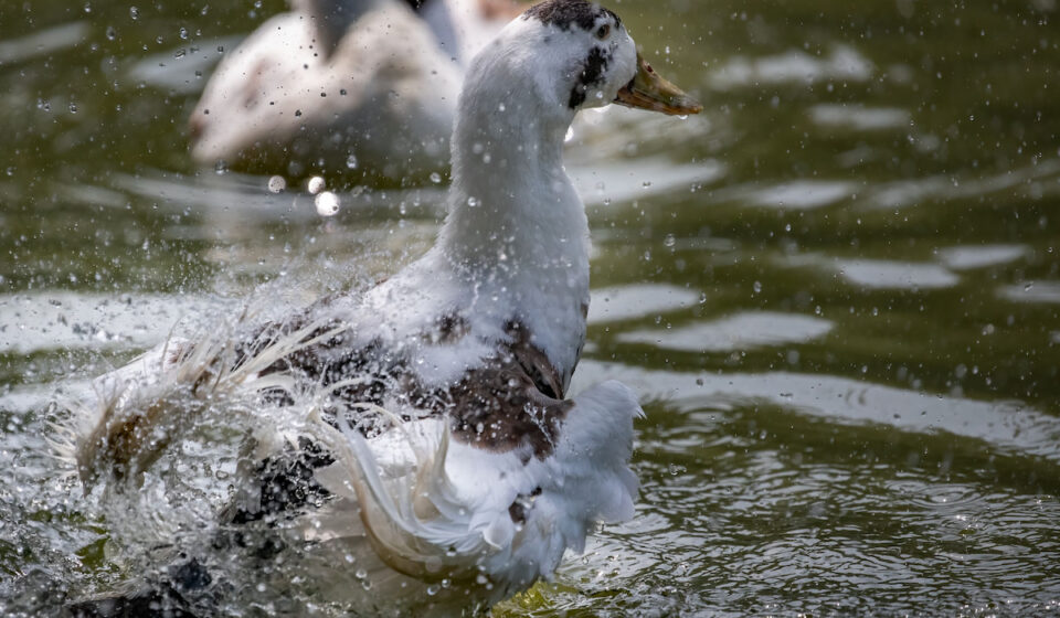 Ancona Duck Breed Profile - Farmhouse Guide