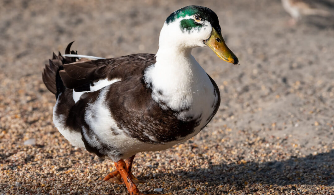 Ancona Duck Breed Profile - Farmhouse Guide
