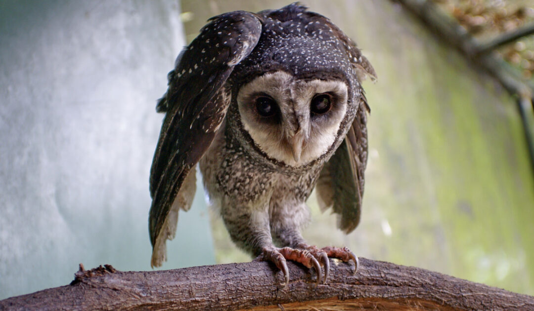 15 Types of Barn Owls (With Pictures) - Farmhouse Guide