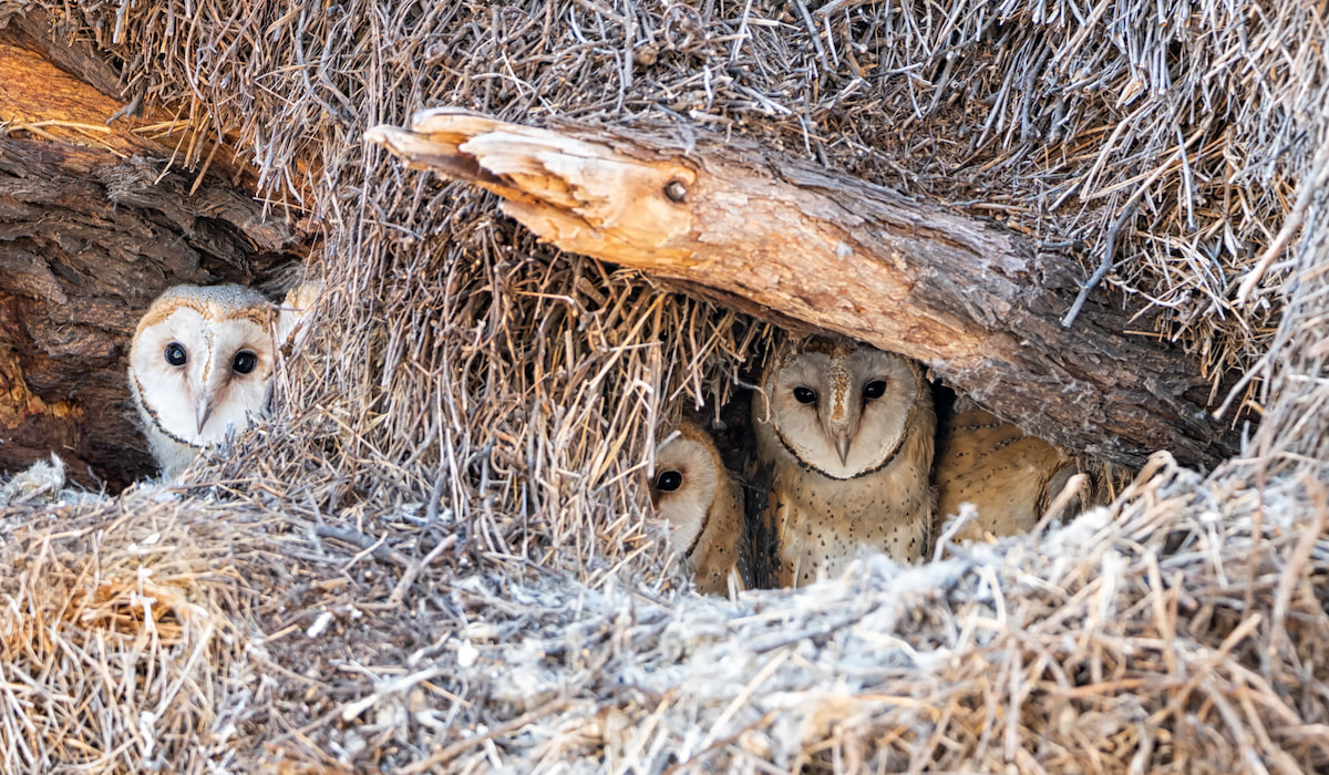 Barred Owls vs. Barn Owls - 5 Differences - Farmhouse Guide