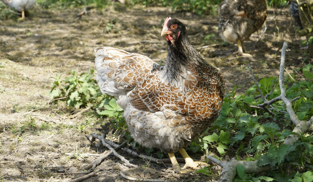 Barnevelder Chicken Breed Profile - Farmhouse Guide