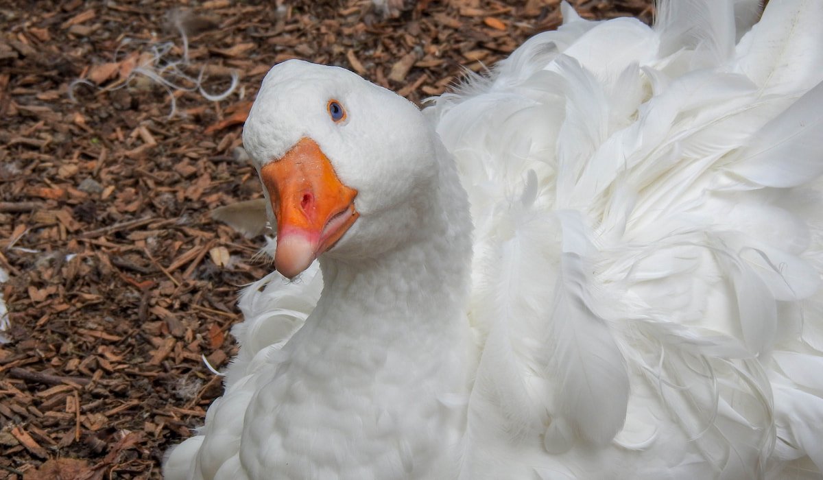 Sebastopol Goose Breed Profile - Farmhouse Guide