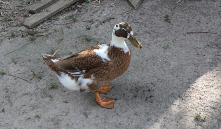 Ancona Duck Breed Profile - Farmhouse Guide