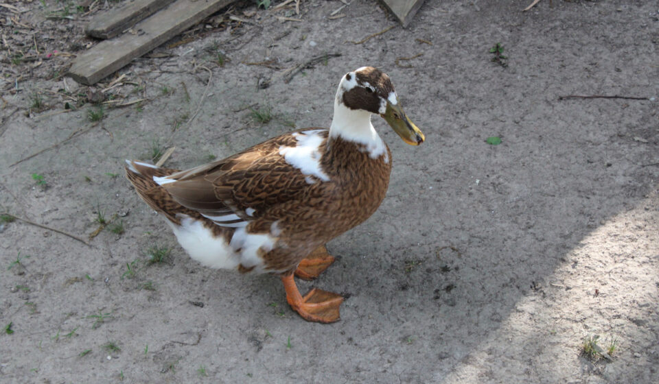 Ancona Duck Breed Profile Farmhouse Guide