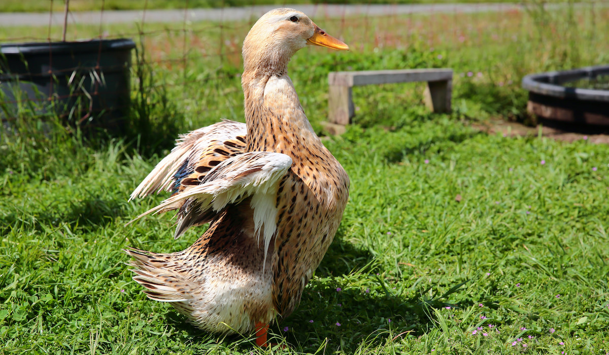 Appleyard Duck Breed Profile - Farmhouse Guide