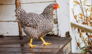 Plymouth Rock Chicken Breed Profile - Farmhouse Guide