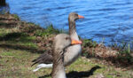 Toulouse Goose Breed Profile - Farmhouse Guide