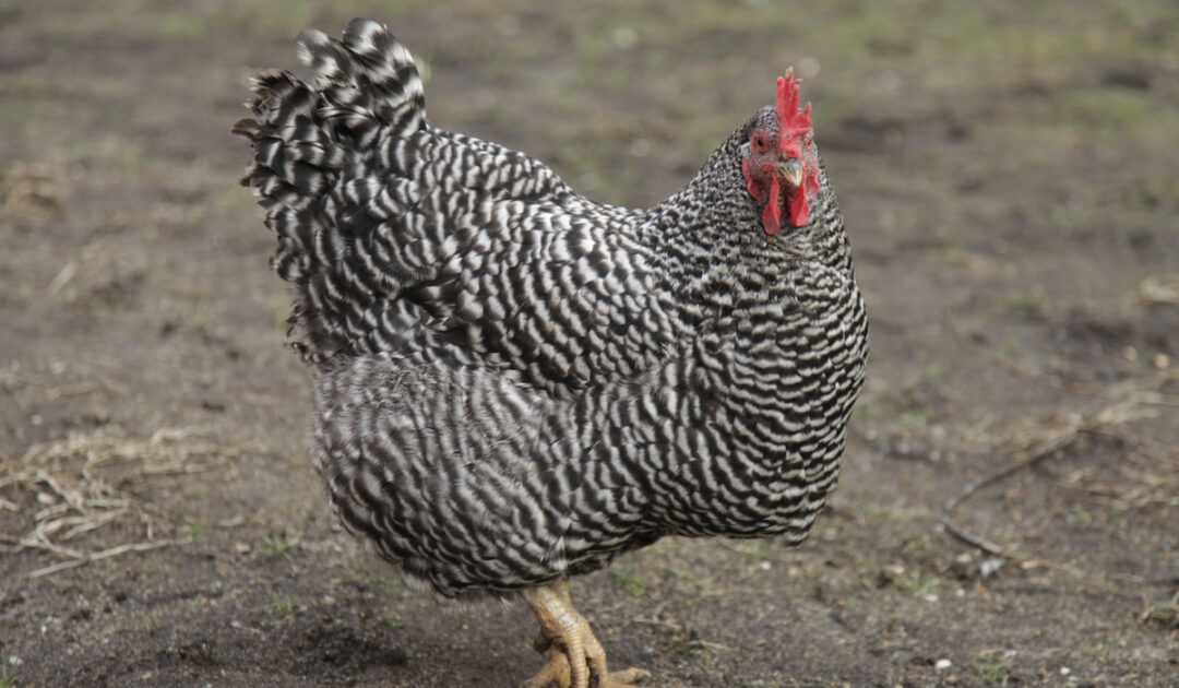 Plymouth Rock Chicken Breed Profile - Farmhouse Guide