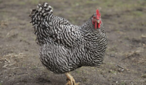 Plymouth Rock Chicken Breed Profile - Farmhouse Guide