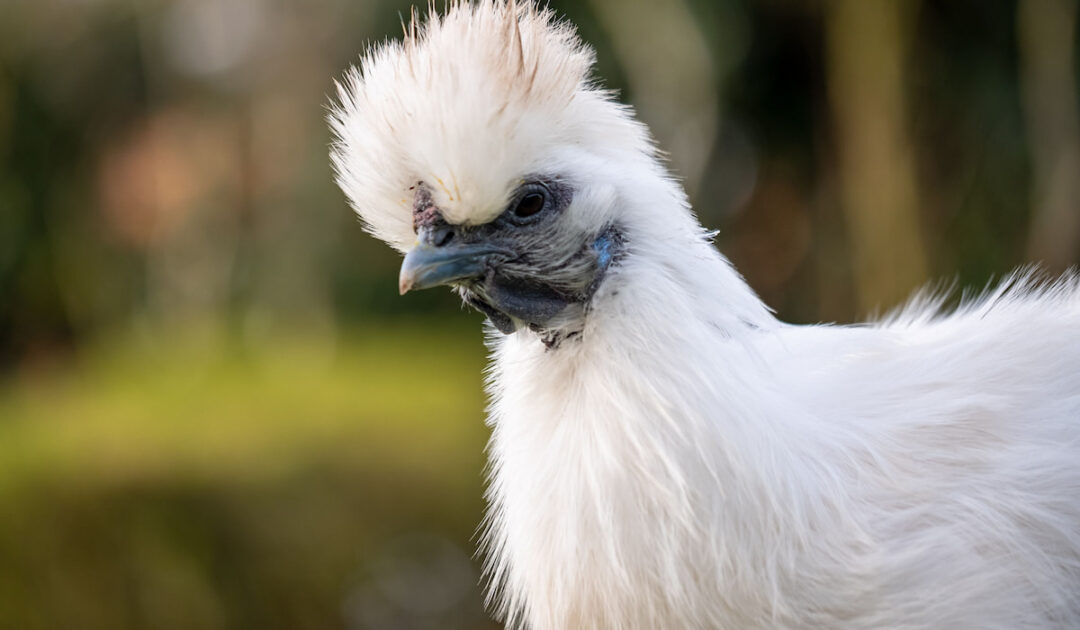 Silkie Chicken Breed Profile - Farmhouse Guide