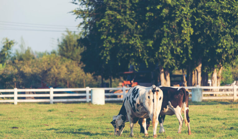 61 Dairy Farm Name Ideas - Farmhouse Guide