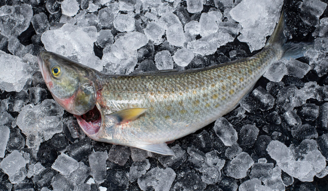 5 Fishes With Long Names - Farmhouse Guide