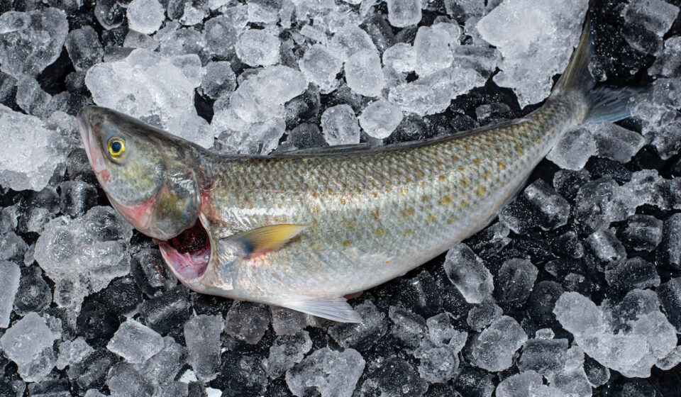 5 Fishes With Long Names - Farmhouse Guide