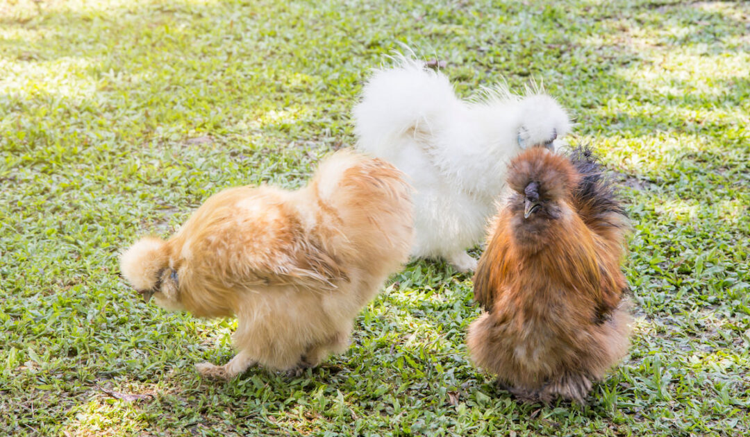 Silkie Chicken Breed Profile - Farmhouse Guide