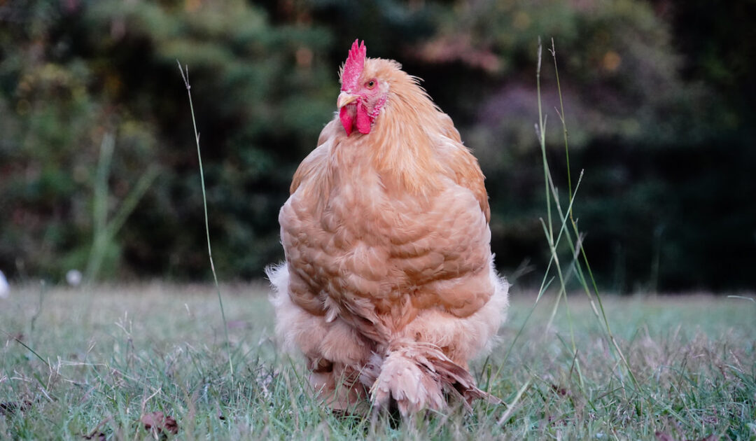 Cochin Chicken Breed Profile - Farmhouse Guide