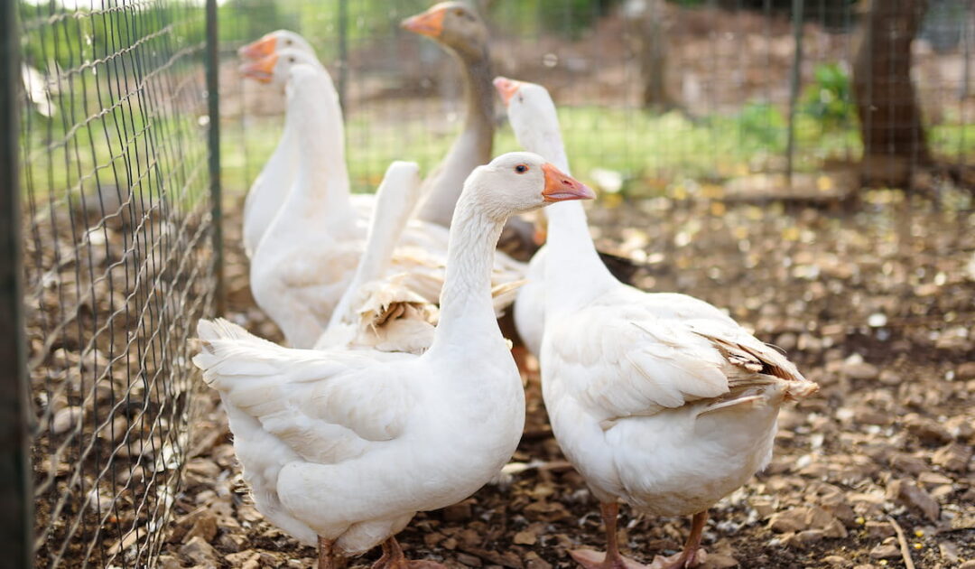 How to Keep Geese Cool During Summer — 8 Tips - Farmhouse Guide