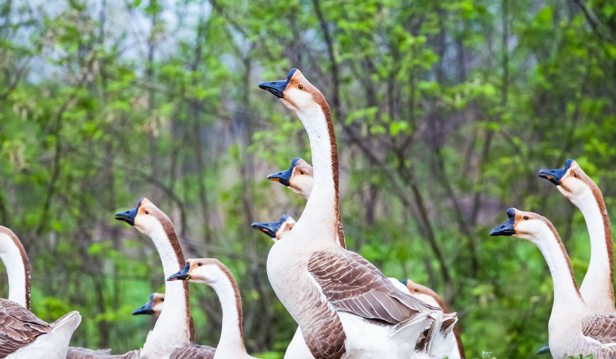 Chinese Goose Breed Profile - Farmhouse Guide