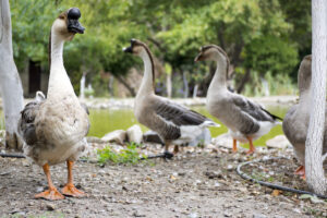 Chinese Goose Breed Profile - Farmhouse Guide