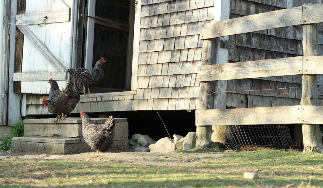 Plymouth Rock Chicken Breed Profile - Farmhouse Guide