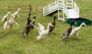 Indian Runner Duck Breed Profile - Farmhouse Guide