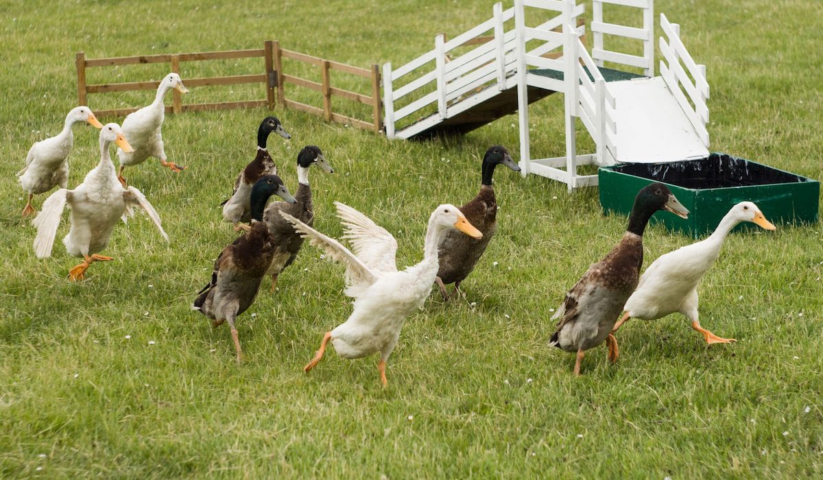 Indian Runner Duck Breed Profile - Farmhouse Guide