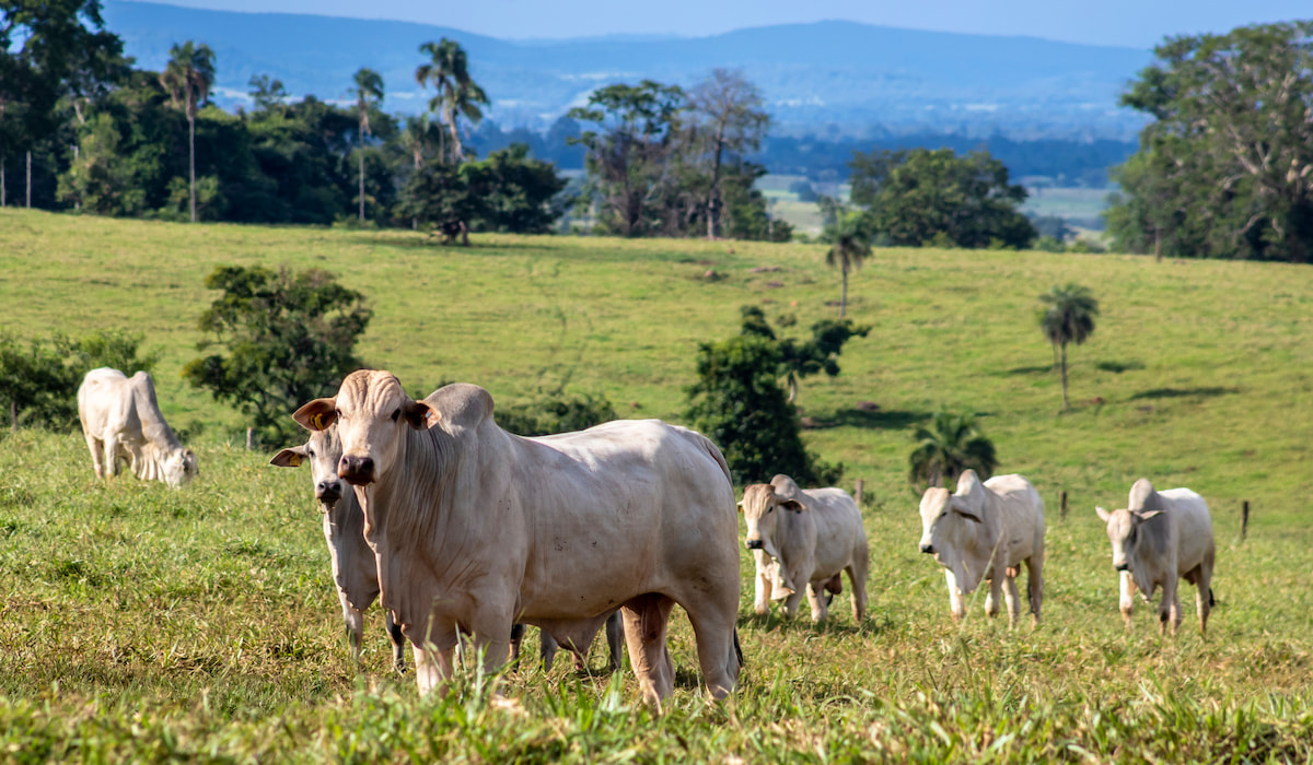 9 Pet Cow Breeds - Farmhouse Guide