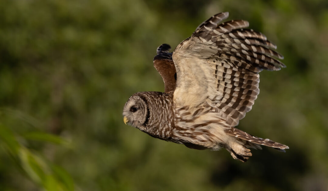 Barred Owls vs. Barn Owls - 5 Differences - Farmhouse Guide