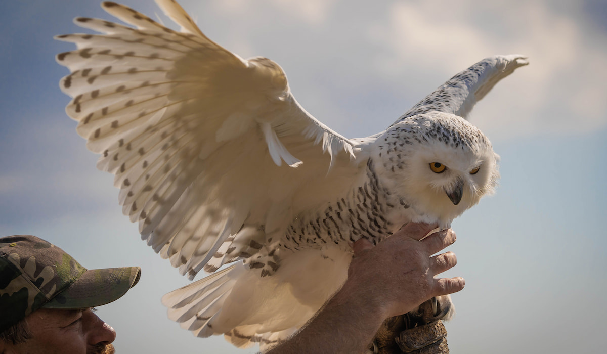 Barred Owl vs. Snowy Owl - Farmhouse Guide