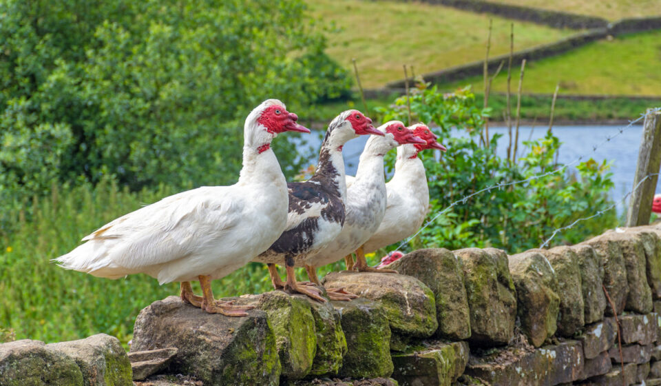 Muscovy Duck Breed Profile - Farmhouse Guide