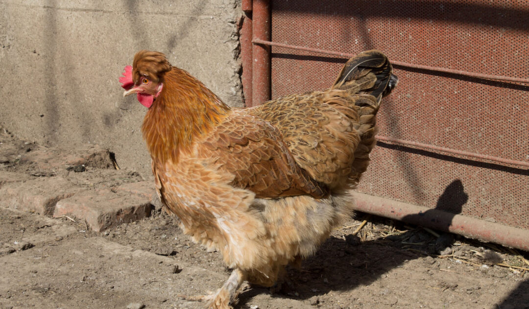 New Hampshire Red Breed Profile - Farmhouse Guide