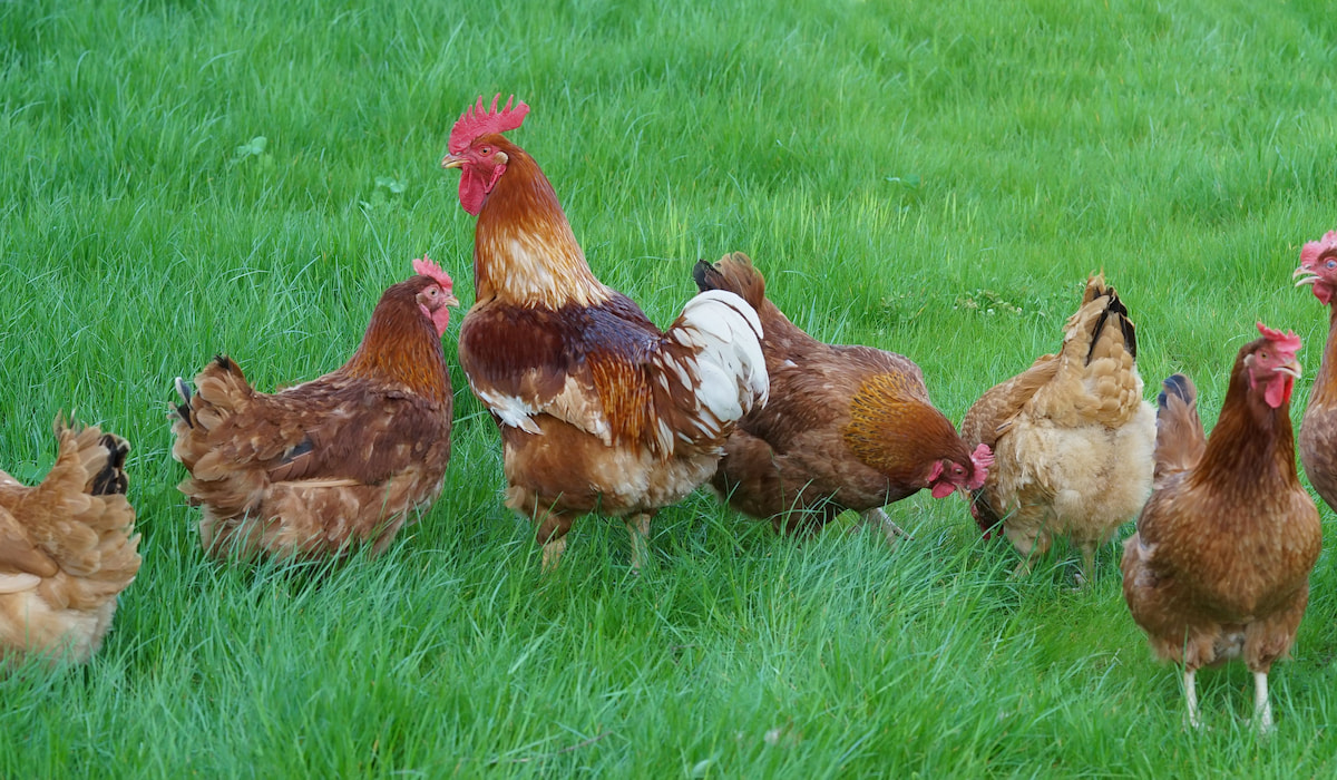 New Hampshire Red Breed Profile - Farmhouse Guide