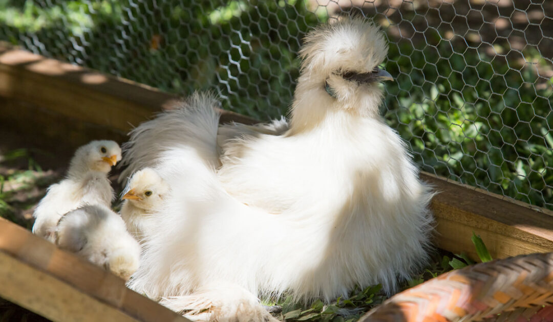 Silkie Chicken Breed Profile - Farmhouse Guide
