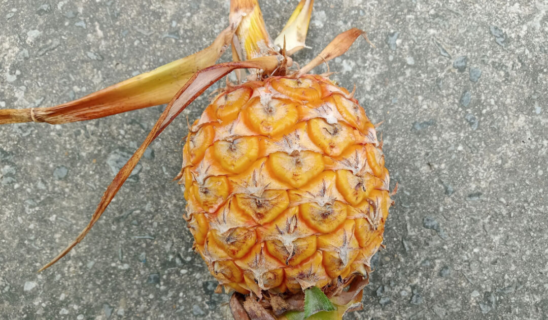 3 Reasons Your Pineapple Has Red Spots - Farmhouse Guide