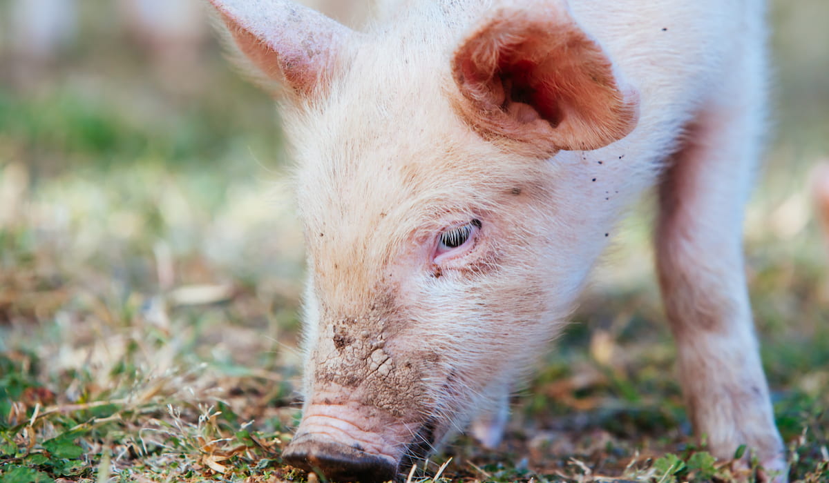 What Can Pigs Not Eat? - Farmhouse Guide