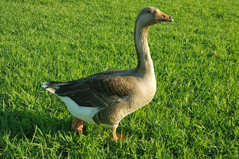 Pilgrim Goose Breed Profile - Farmhouse Guide