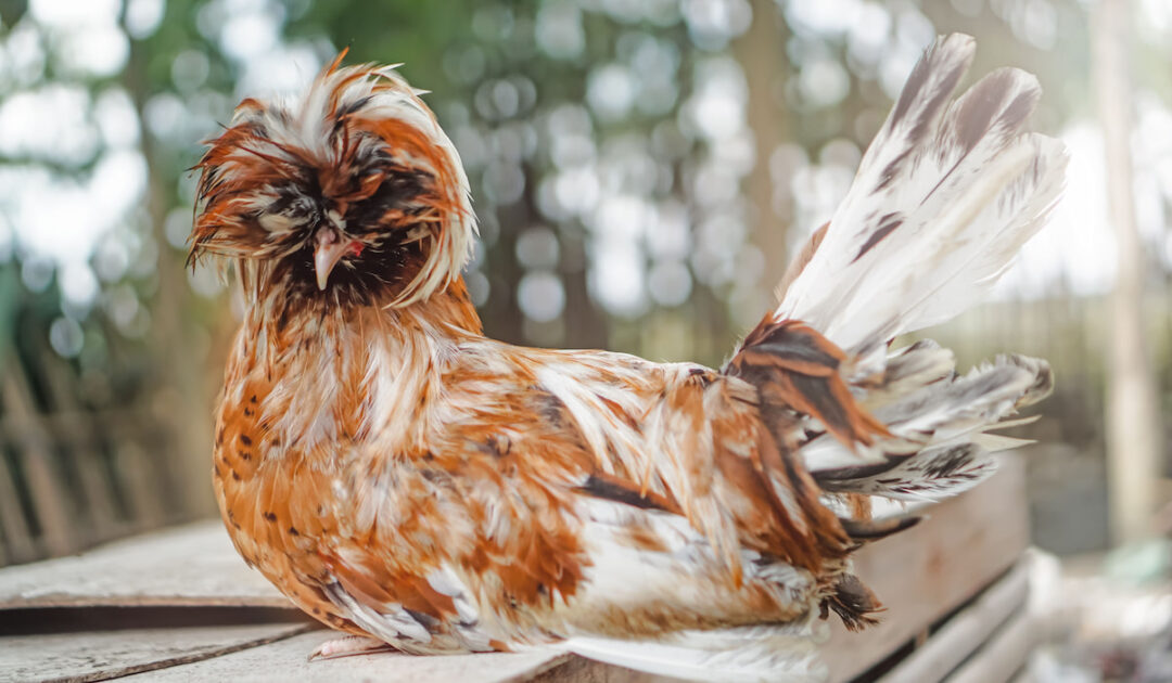 Polish Chicken Breed Profile - Farmhouse Guide
