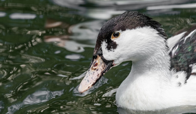 Ancona Duck Breed Profile - Farmhouse Guide