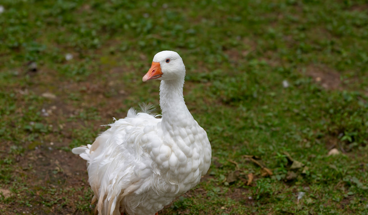 Sebastopol Goose Breed Profile - Farmhouse Guide