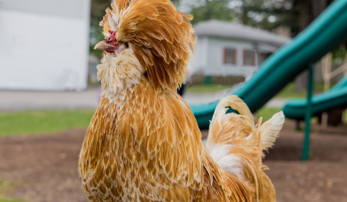 Polish Chicken Breed Profile - Farmhouse Guide