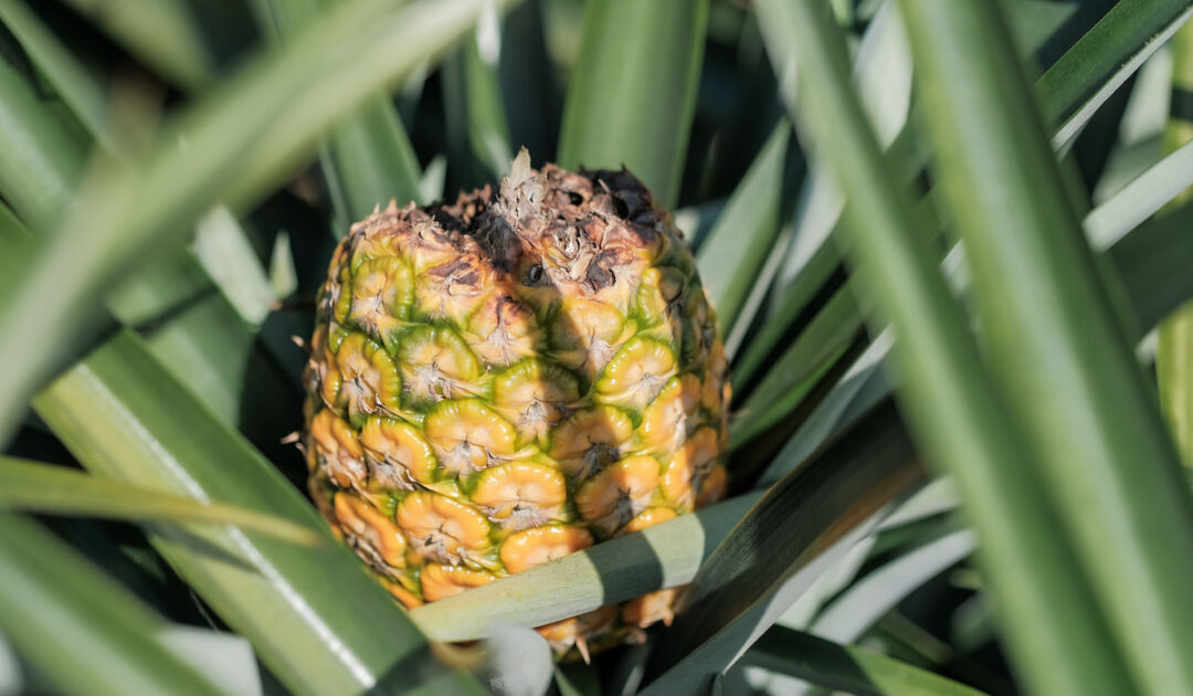 3 Reasons Your Pineapple Has Red Spots - Farmhouse Guide