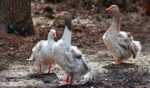 Sebastopol Goose Breed Profile - Farmhouse Guide