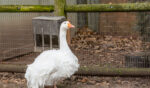 Sebastopol Goose Breed Profile - Farmhouse Guide