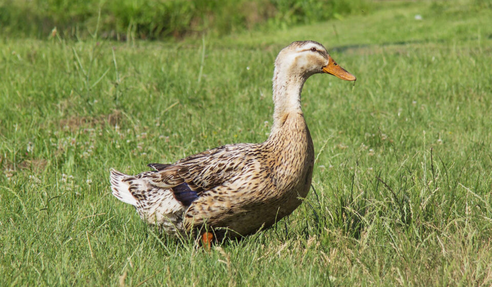 Appleyard Duck Breed Profile - Farmhouse Guide
